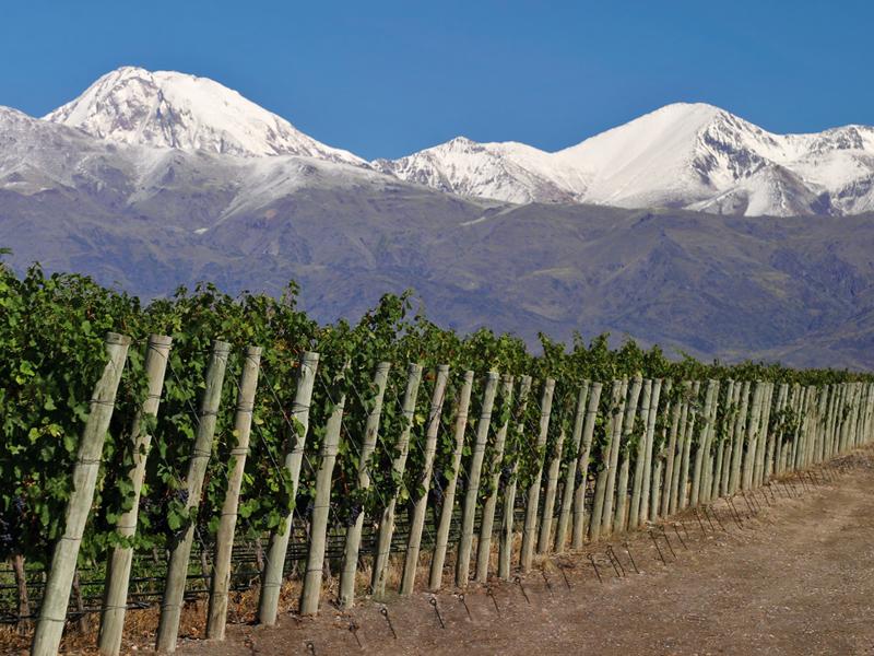From Marche to Mendoza, With Vine | Talk-A-Vino