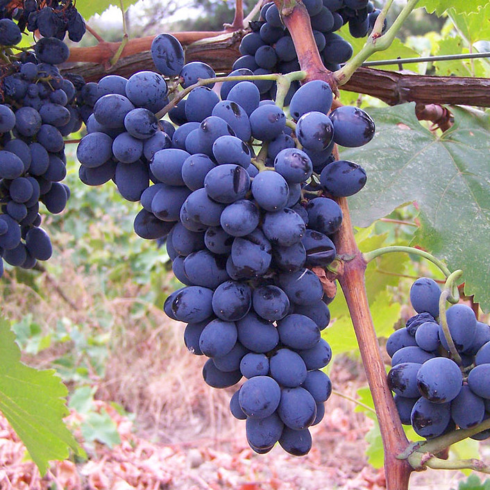 Desperately Seeking Saperavi | Talk-A-Vino