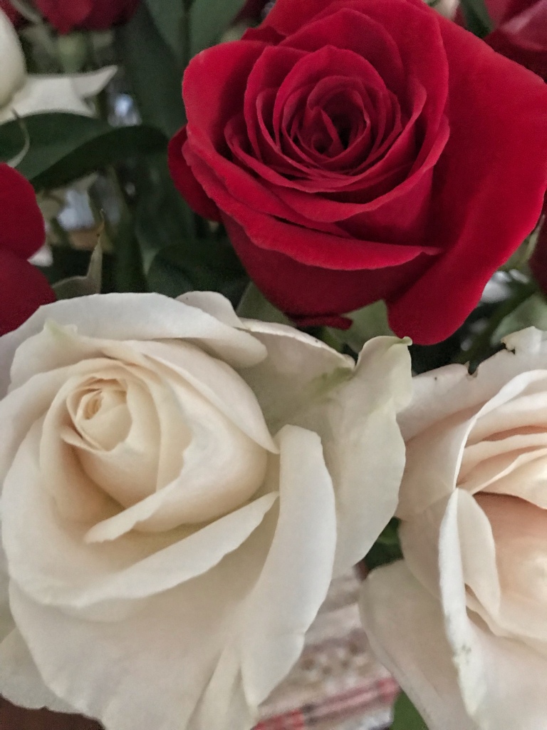 Valentine’s Day Roses | Talk-A-Vino