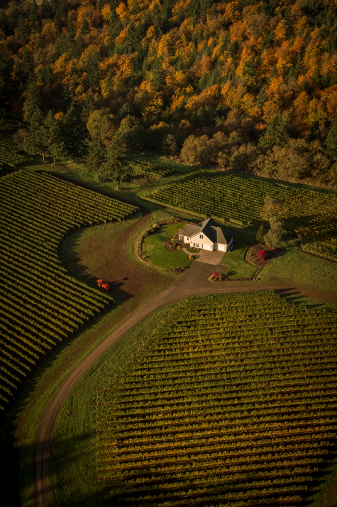 Stories of Passion and Pinot: Le Cadeau Vineyard | Talk-A-Vino