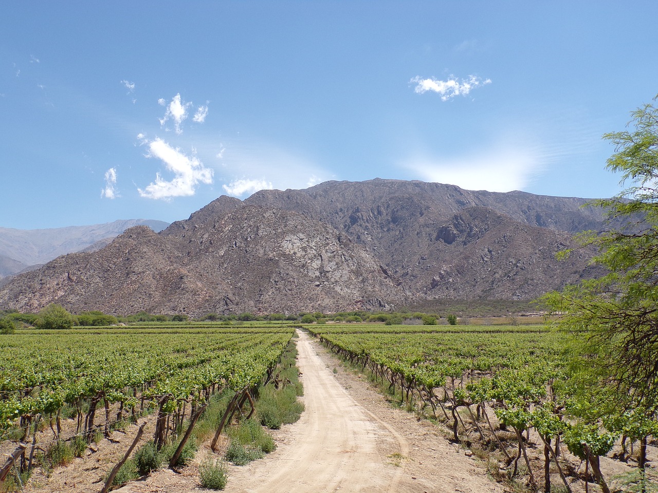 High Altitude Malbec for the World Malbec Day Celebration | Talk-A-Vino