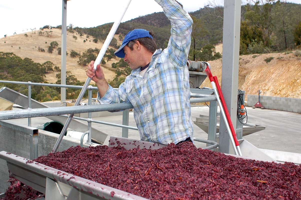 6 Feeding_crushed_red_wine_grapes_into_the_fermenter | Talk-A-Vino