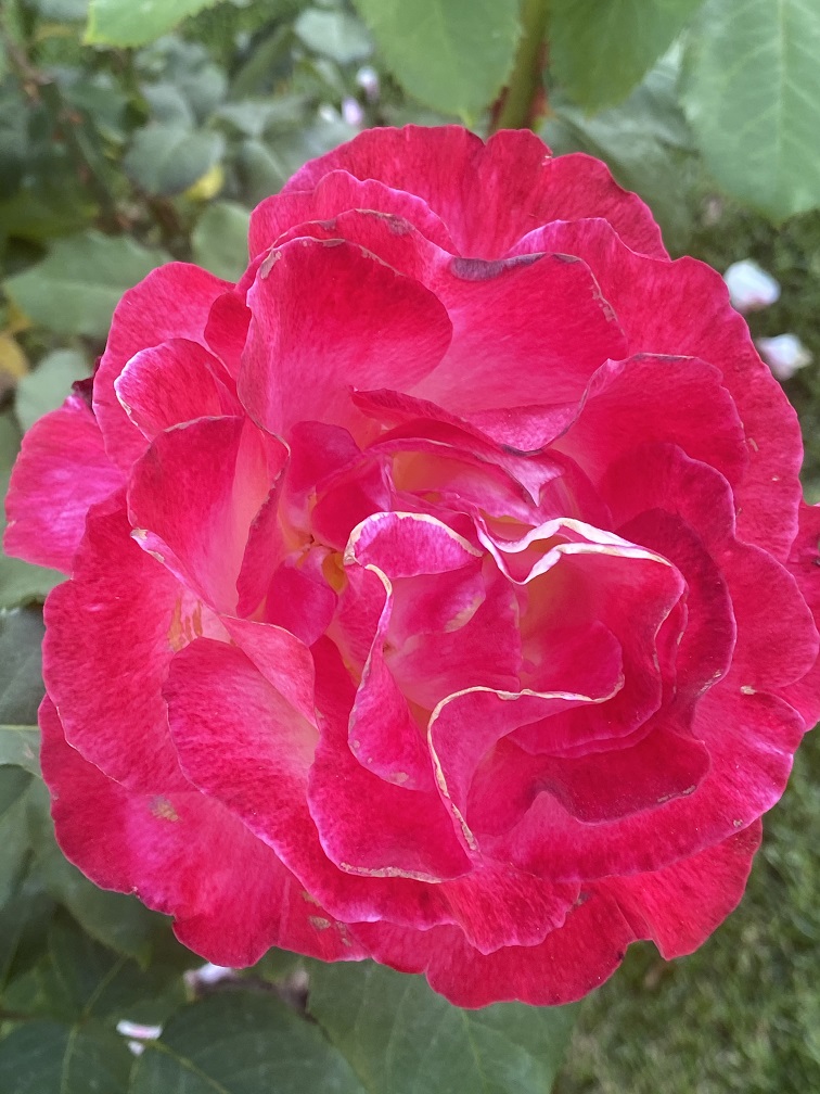 pink roses (2) | Talk-A-Vino