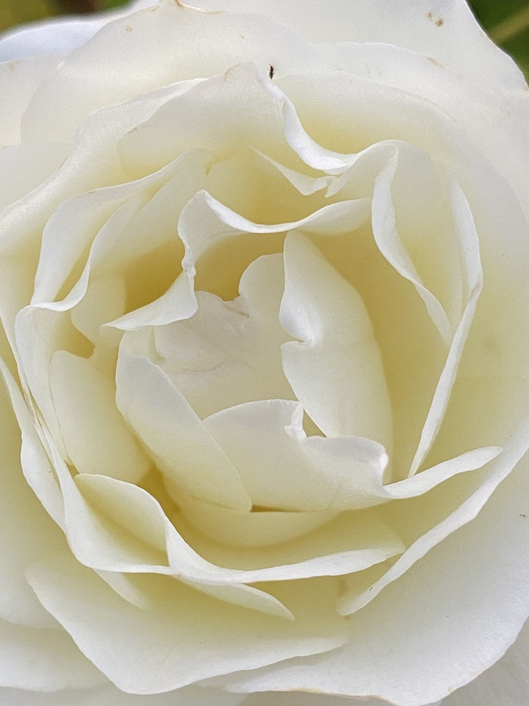 white roses (1) | Talk-A-Vino