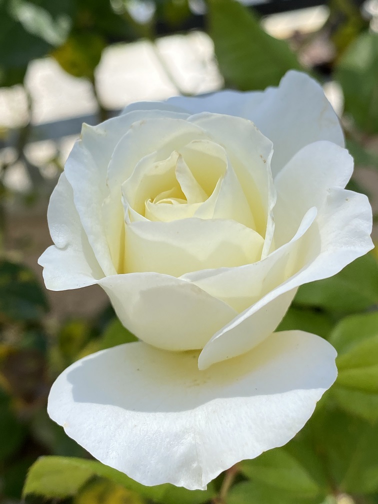 white roses (6) | Talk-A-Vino