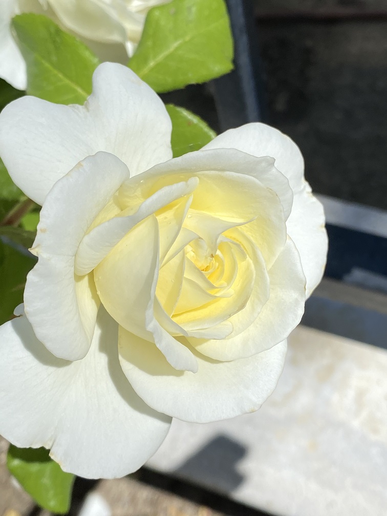 white roses (7) | Talk-A-Vino